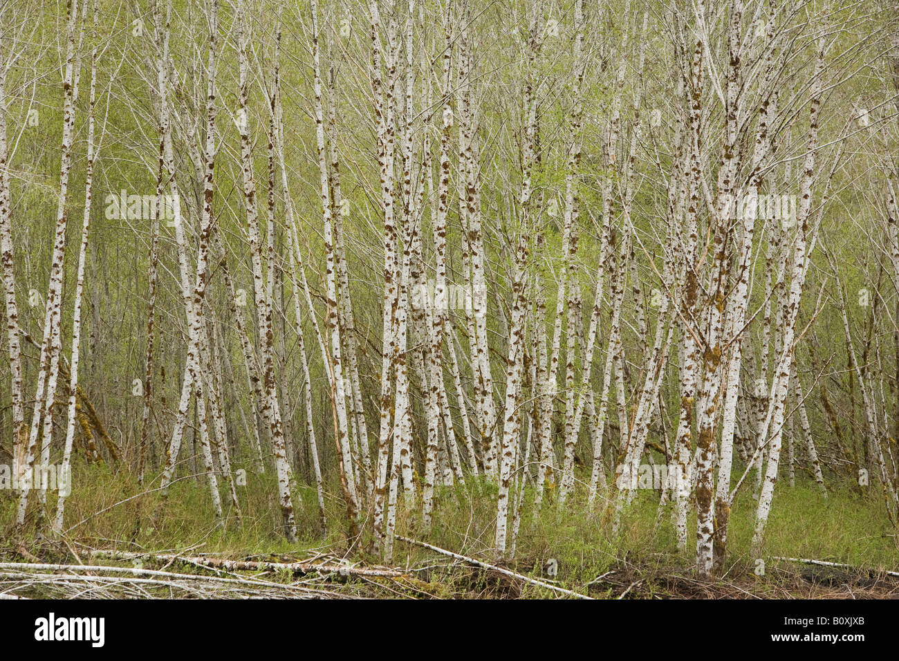 Red alder hi-res stock photography and images - Alamy