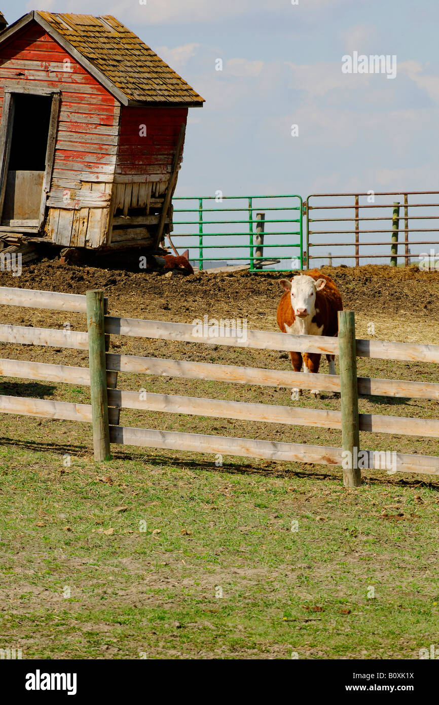 Cow in coral Stock Photo - Alamy