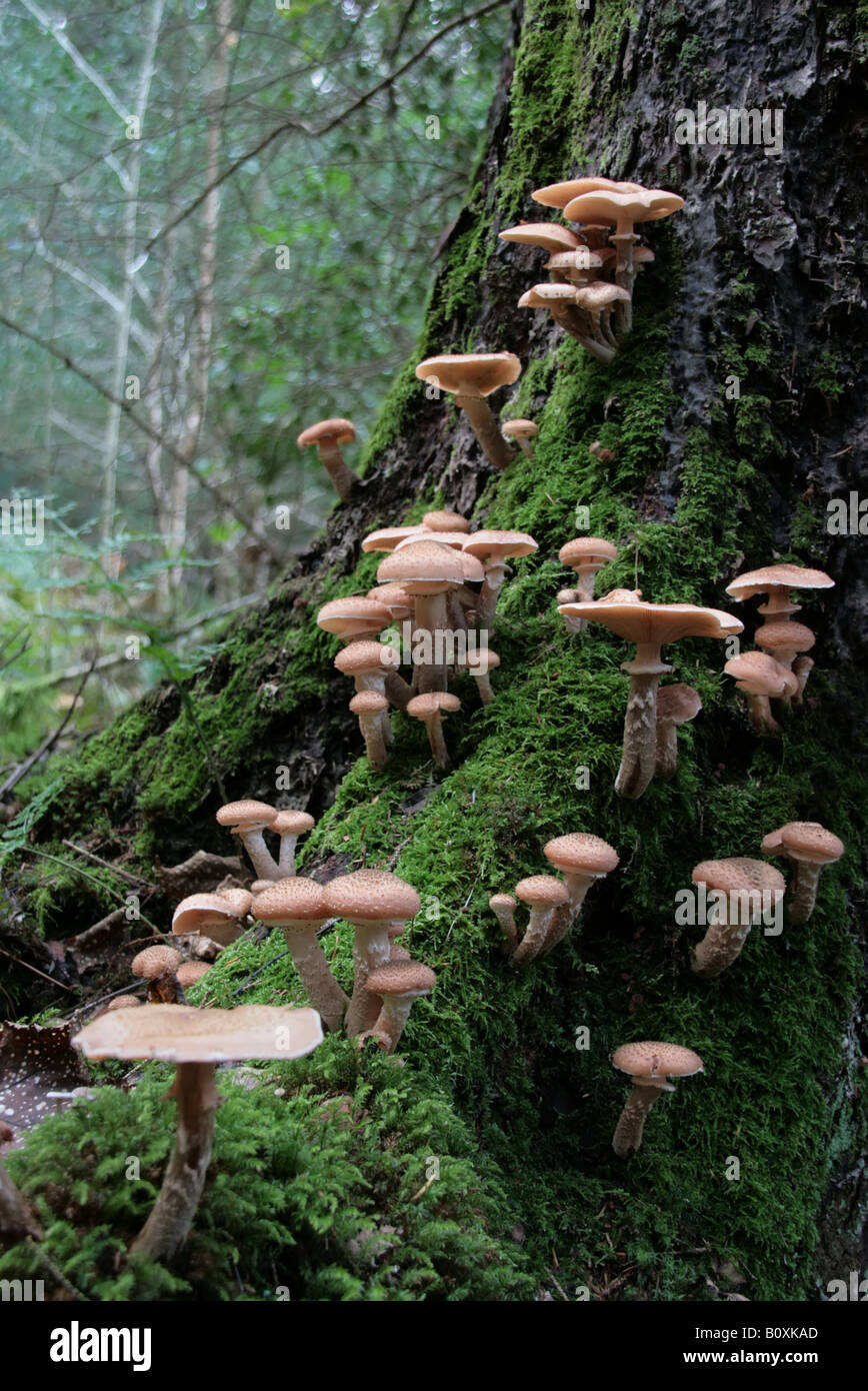 Troup / group of Honey Fungus or Boot-lace Fungus - chunky form ...