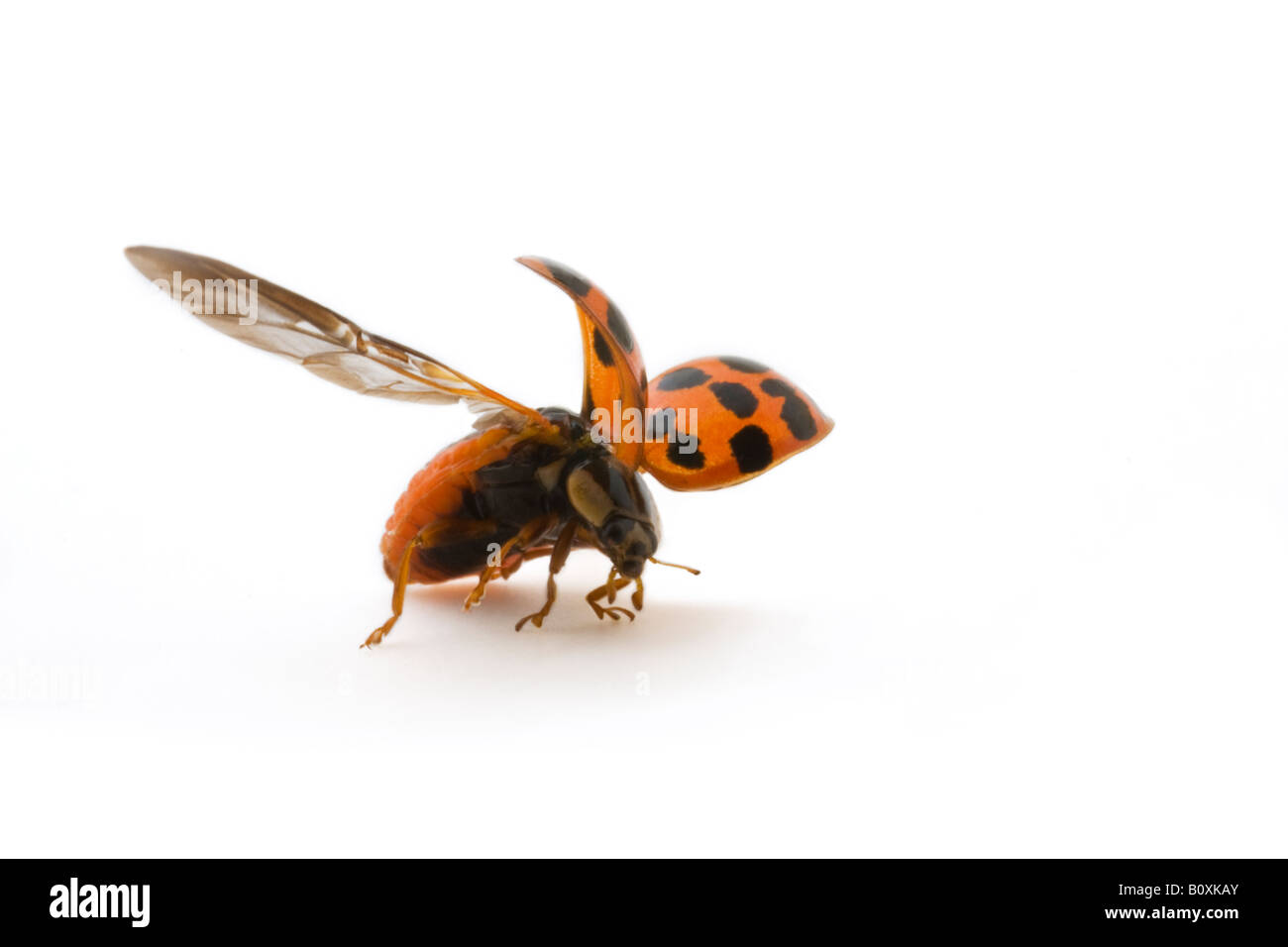 Ladybird insect flight flying hi-res stock photography and images - Alamy