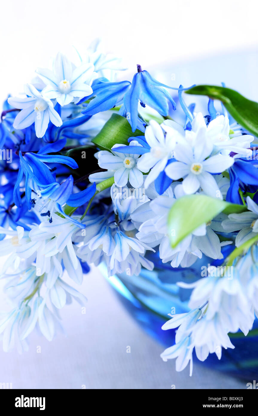 Blue bouquet of first spring flowers closeup Stock Photo - Alamy