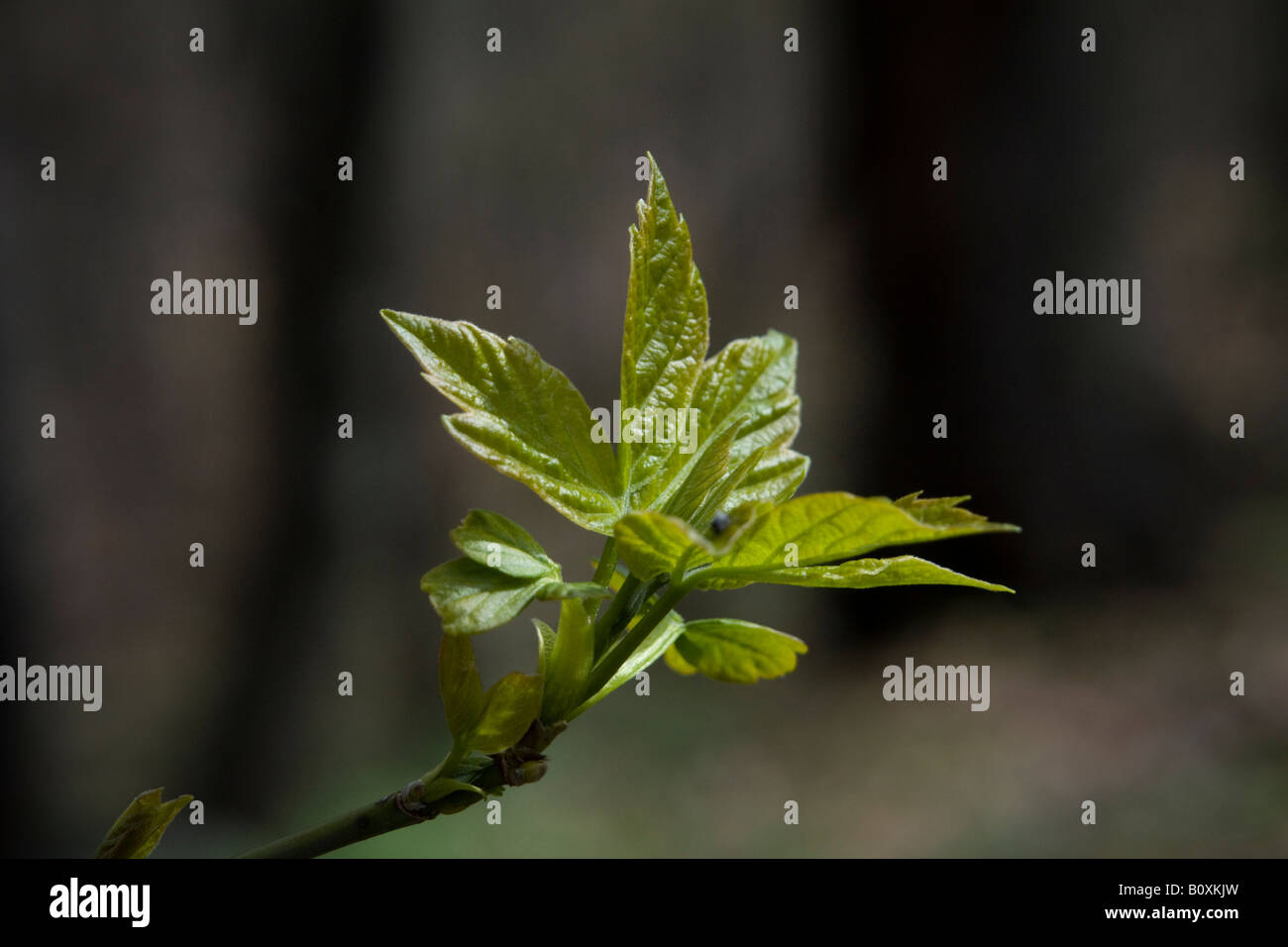 Spring's new growth in Montreal Stock Photo - Alamy