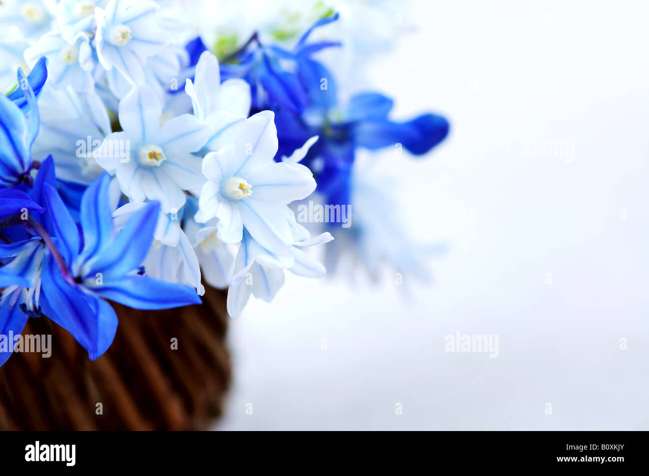Blue bouquet of first spring flowers in a basket floral background ...