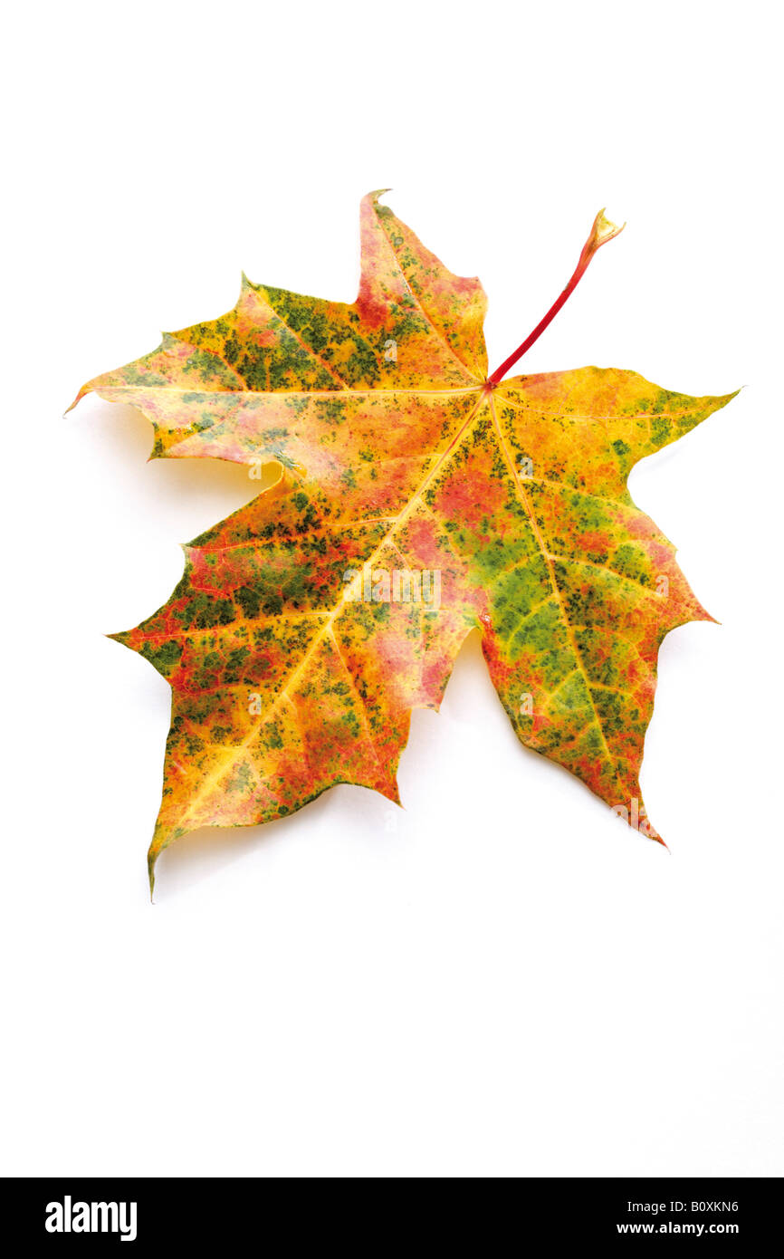 Autumn colored maple leaf Stock Photo - Alamy