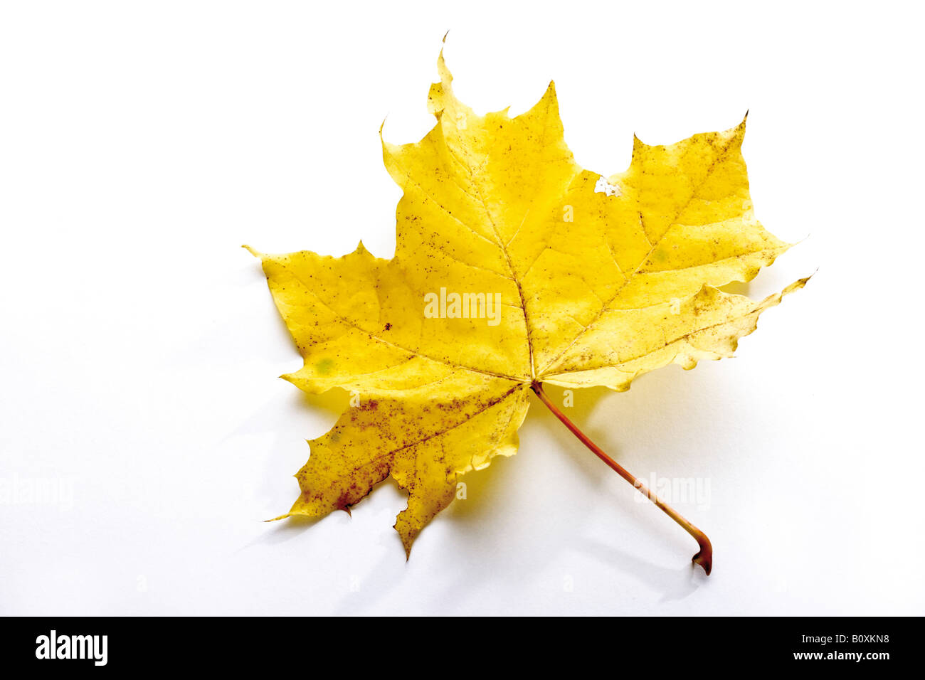 Autumn colored maple leaf Stock Photo - Alamy