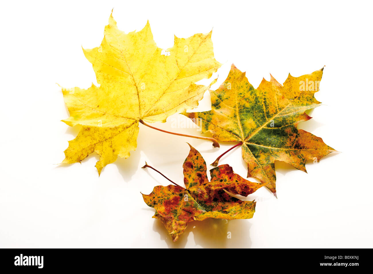Autumn colored maple leaves Stock Photo - Alamy