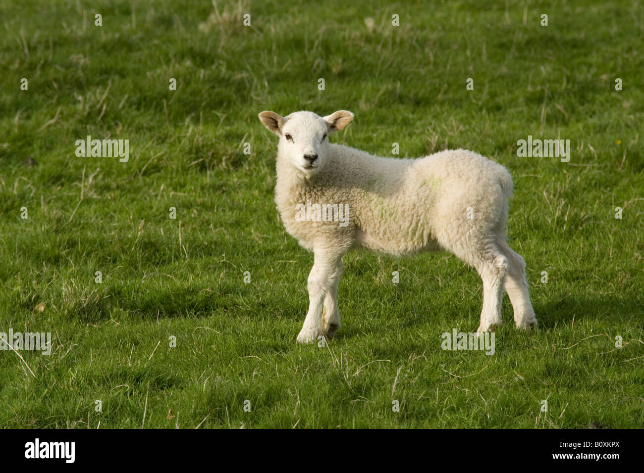 Cute and cuddly Spring lamb Stock Photo - Alamy