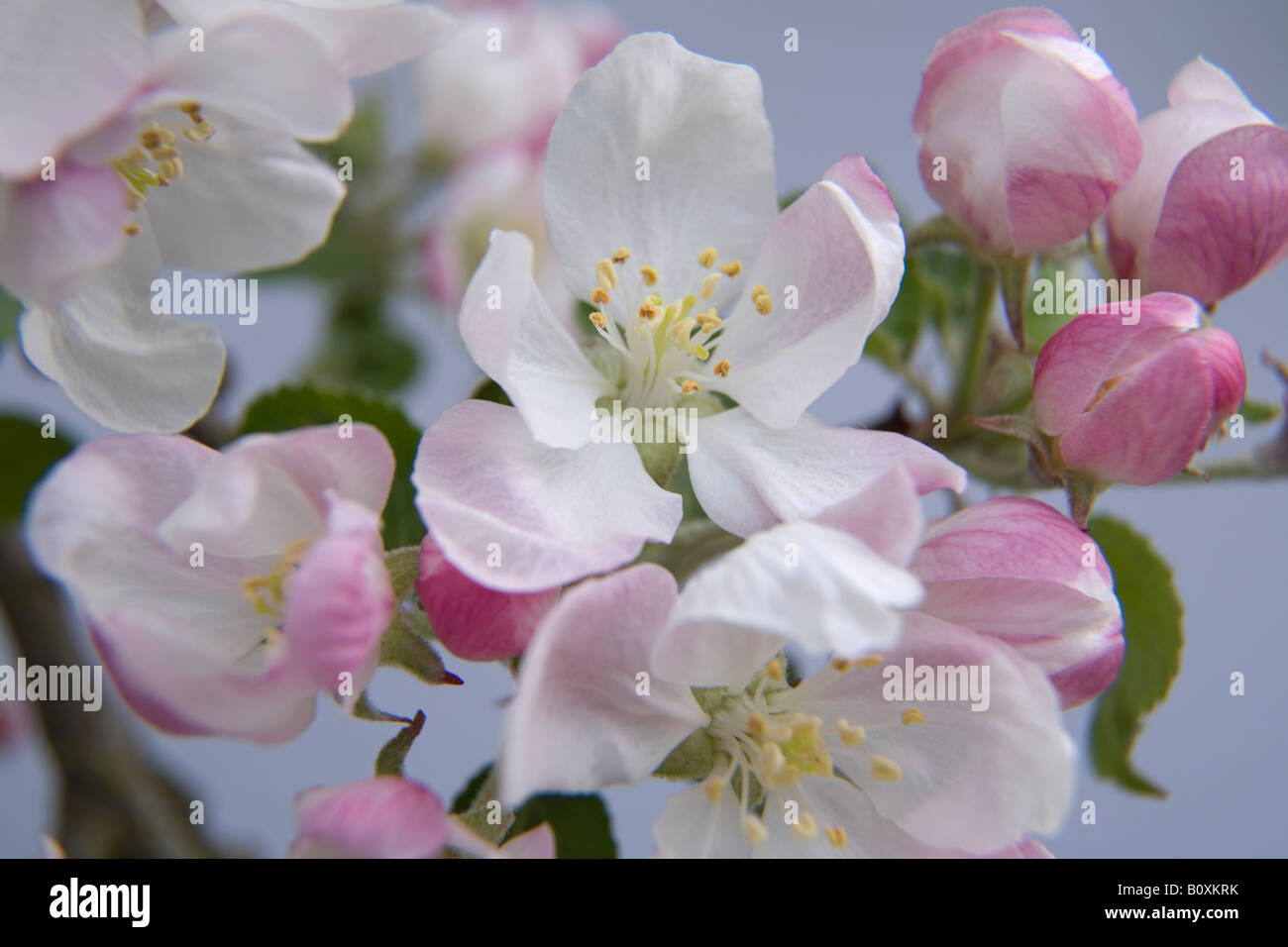 Close up shot of crab apple blossom, open flowers and buds on a blue ...