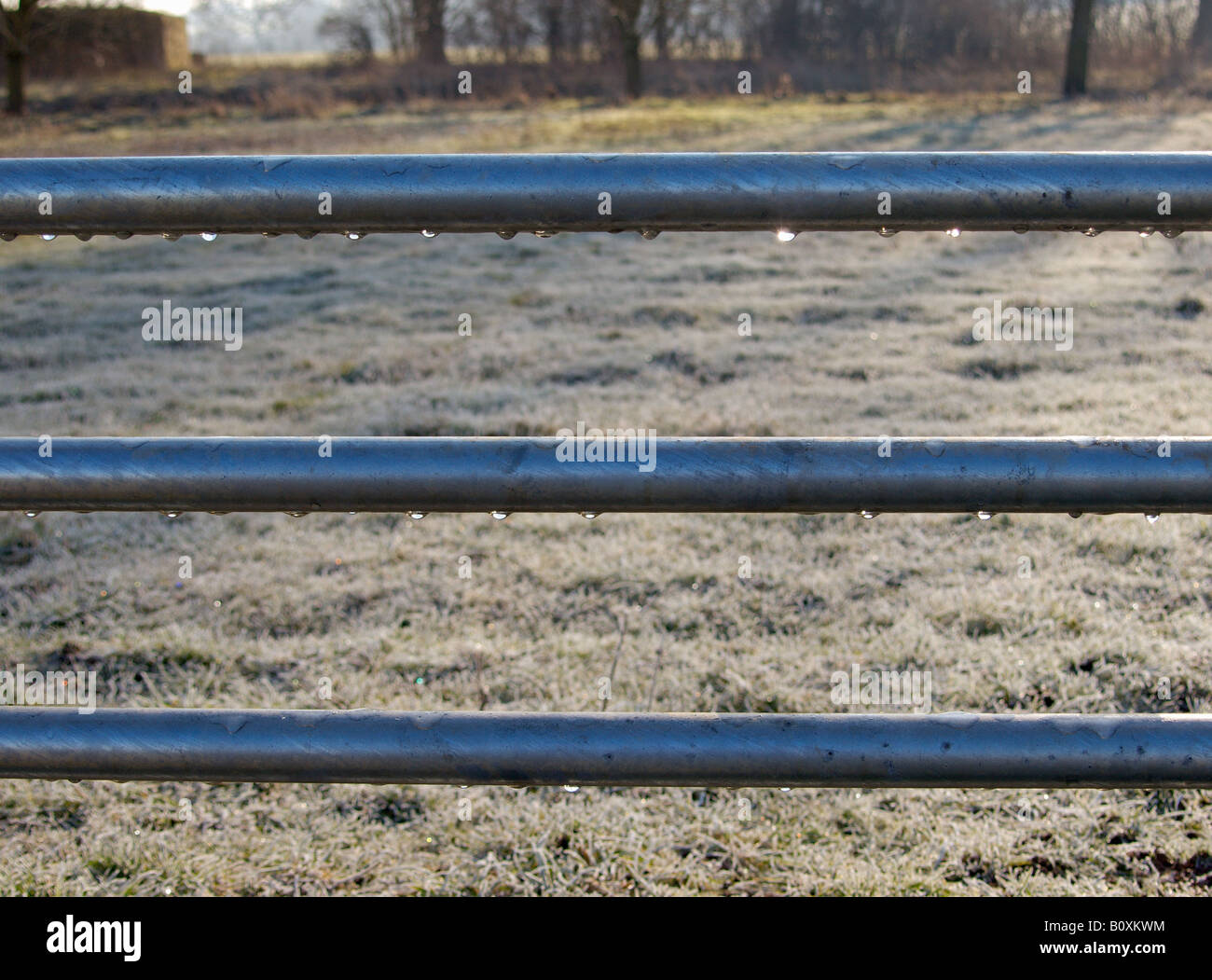 Steel Barred Gate with Dew Stock Photo - Alamy