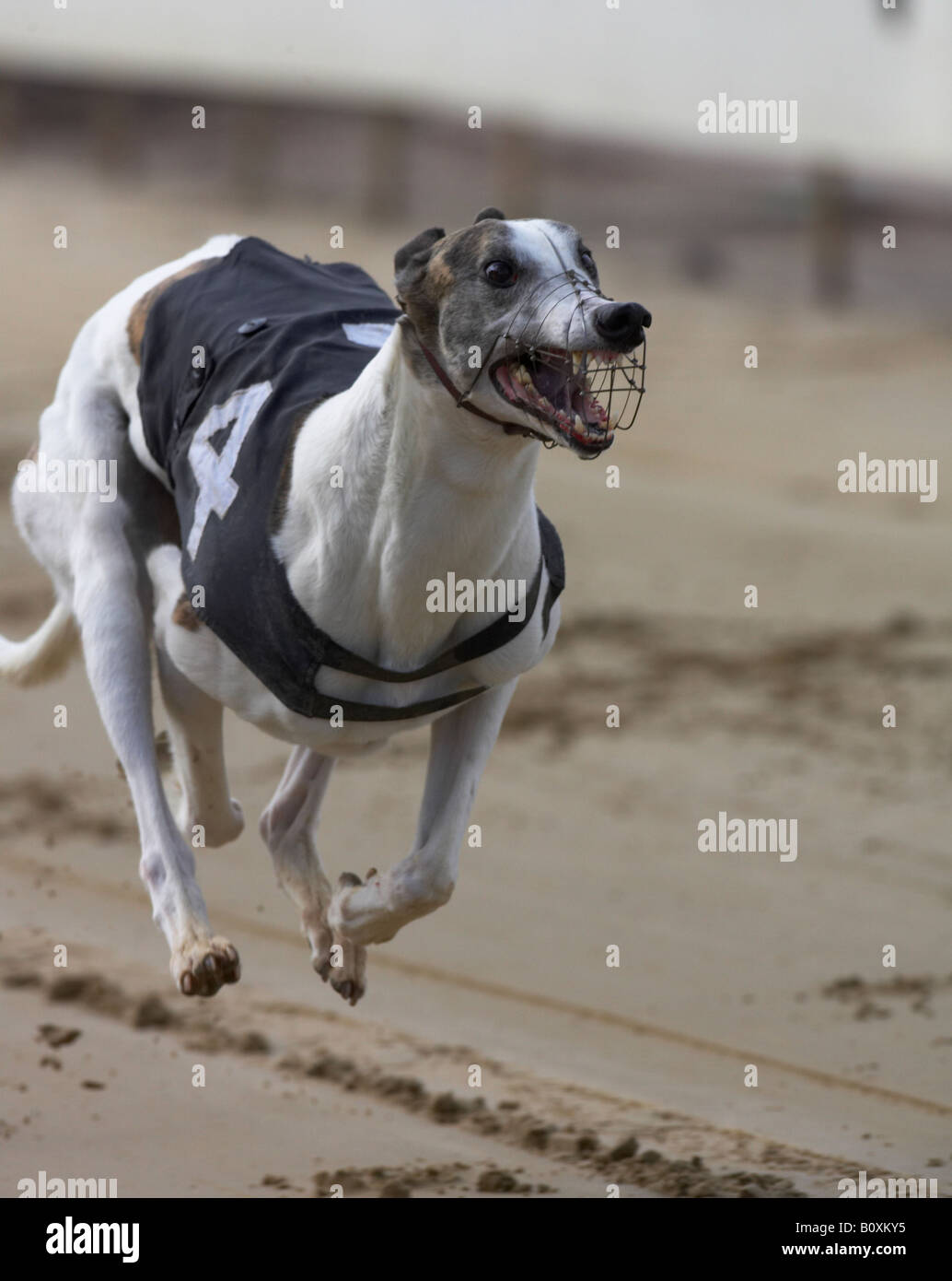 Greyhound dog racing Stock Photo - Alamy