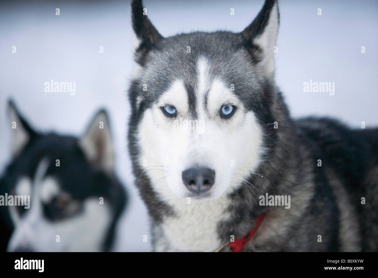 Two Siberian huskies in snow Stock Photo - Alamy