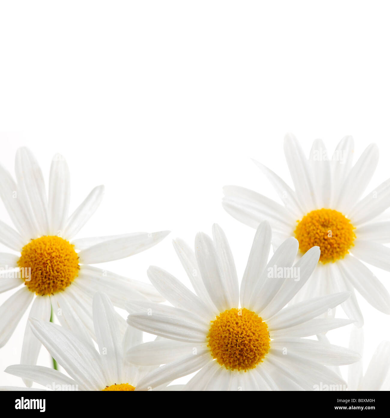 Daisy flowers isolated on white background Stock Photo - Alamy