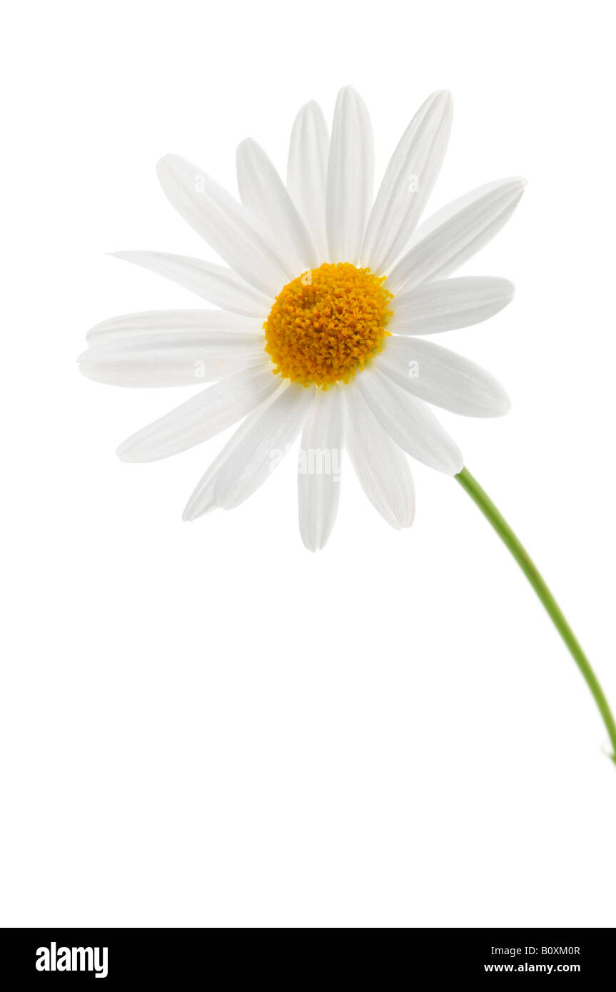Daisy flower isolated on white background Stock Photo - Alamy