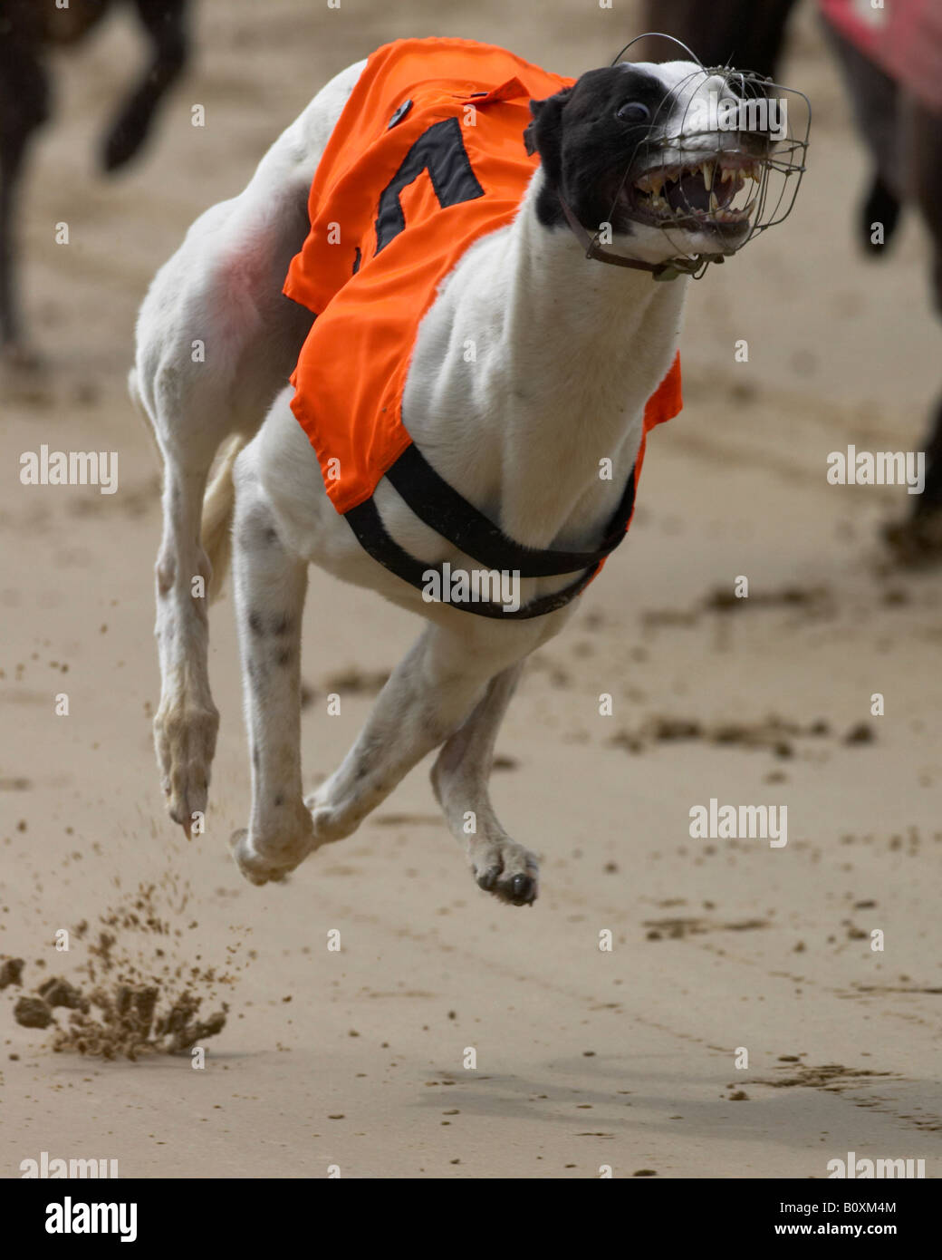 Greyhound dog racing Stock Photo - Alamy