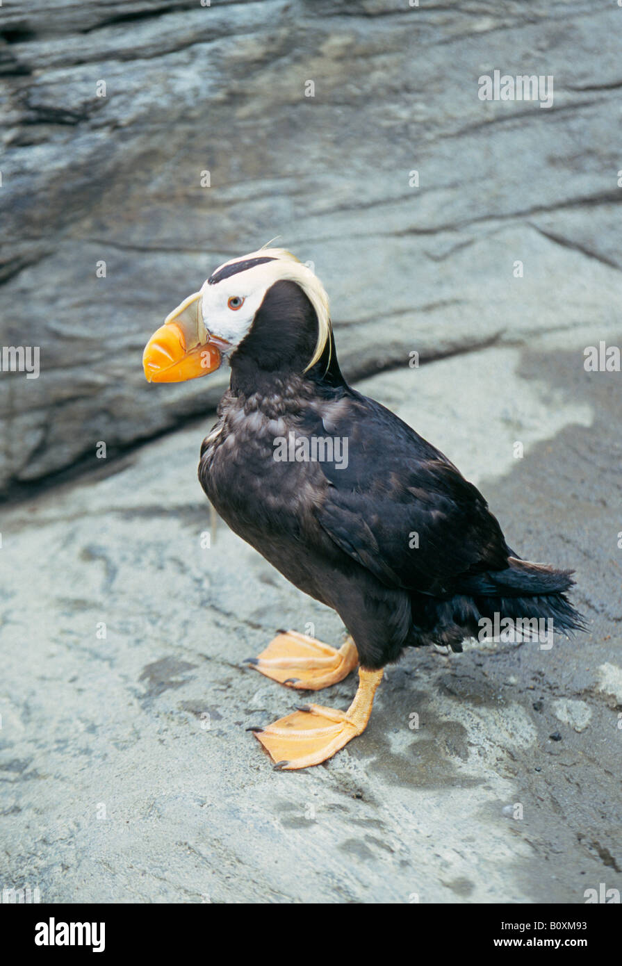 Crested puffin hi-res stock photography and images - Alamy