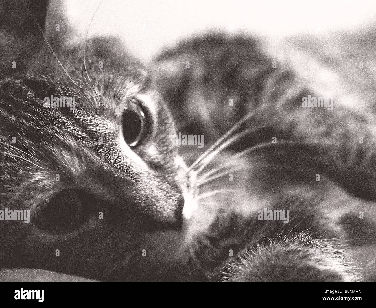 Cat in a reclining position Stock Photo - Alamy