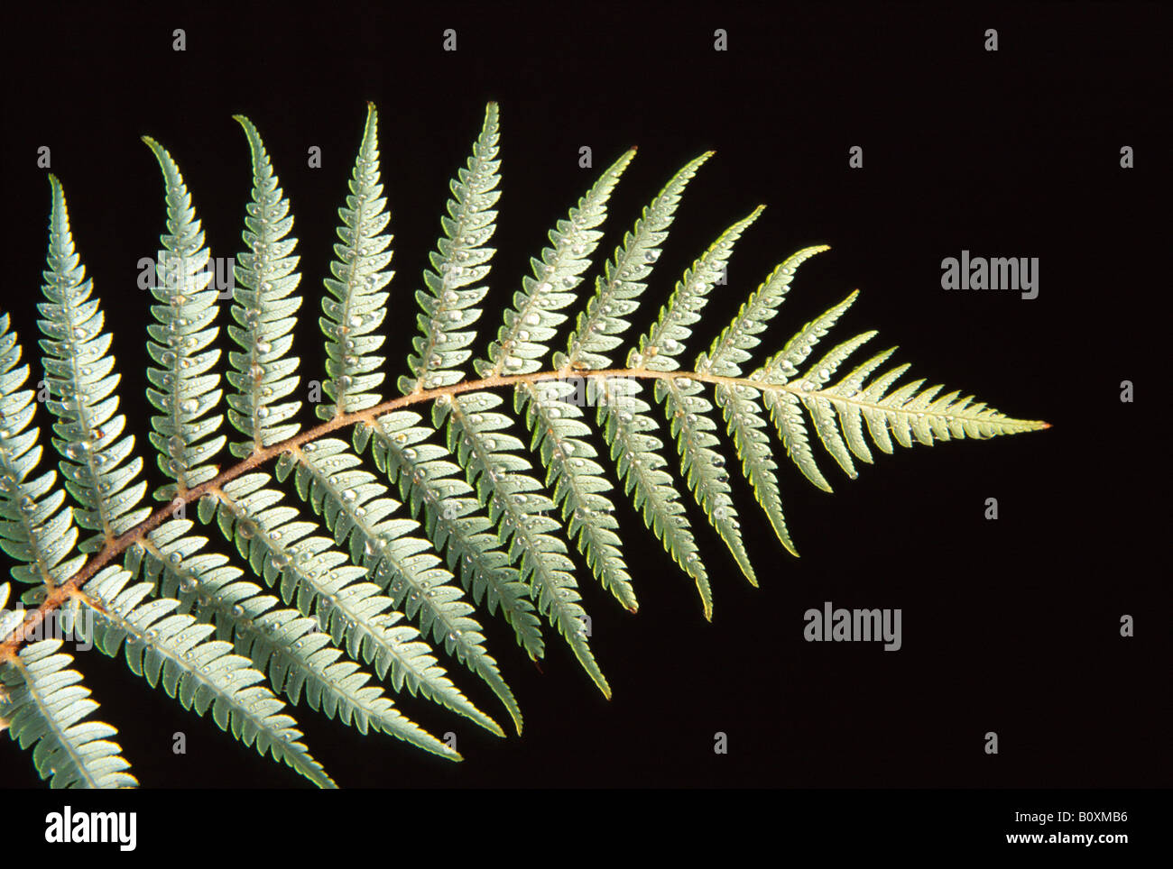 Silver Fern Frond underside Cyathea dealbata Stock Photo - Alamy