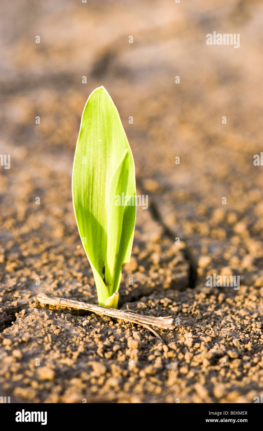 Newly emerged corn plant Stock Photo - Alamy
