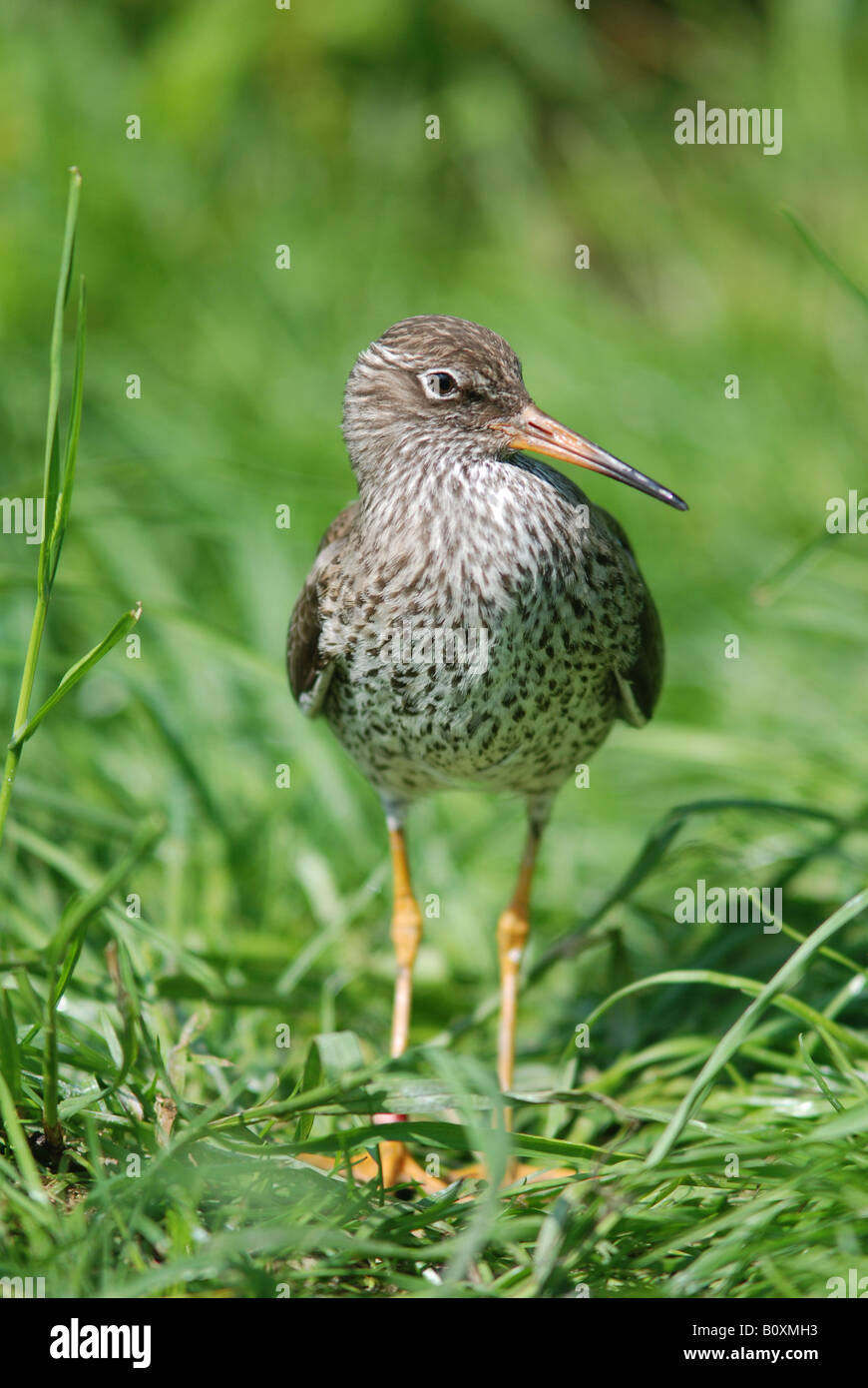 Red legged wading bird hi-res stock photography and images - Alamy