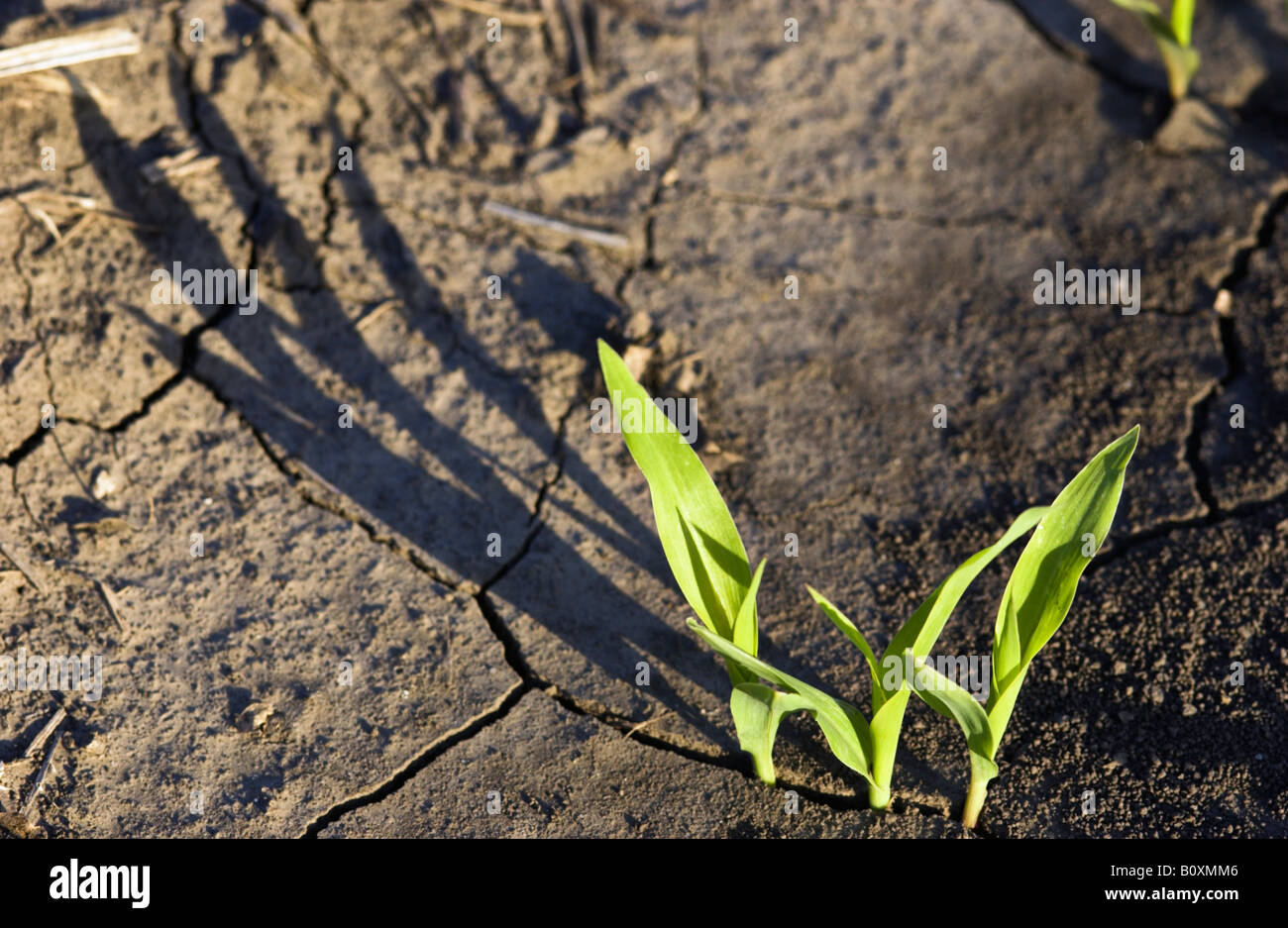 Newly emerged corn plants cast a long shadow Stock Photo - Alamy