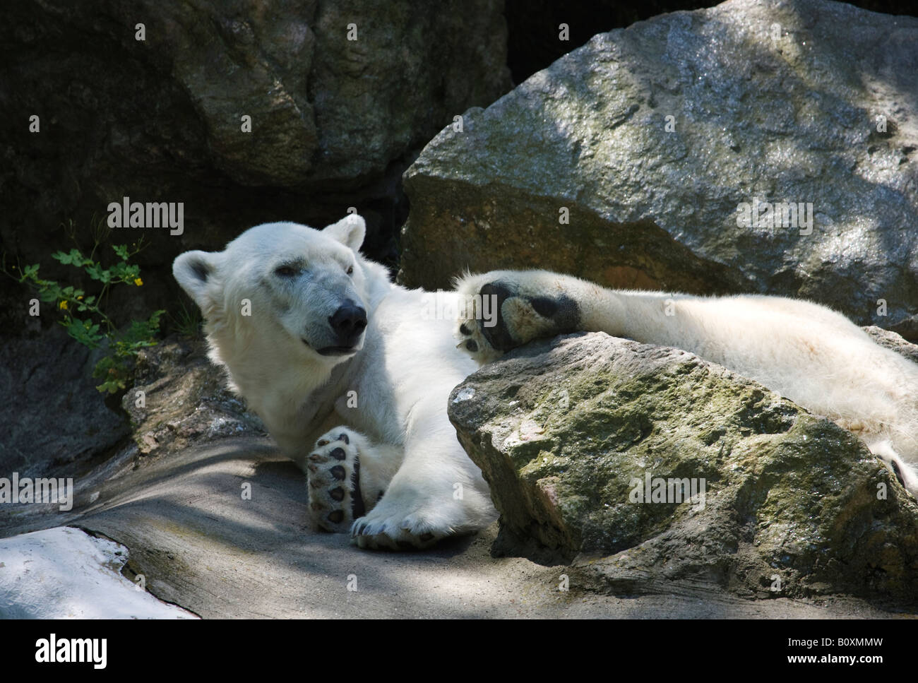 A polar bear take a break from the heat Stock Photo - Alamy