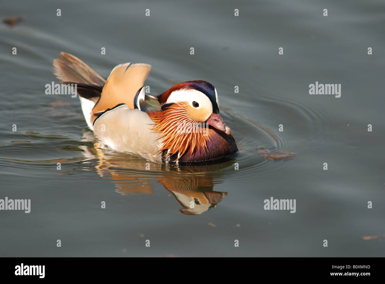 Male Mandarin duck with elaborate and ornate plumage Stock Photo - Alamy