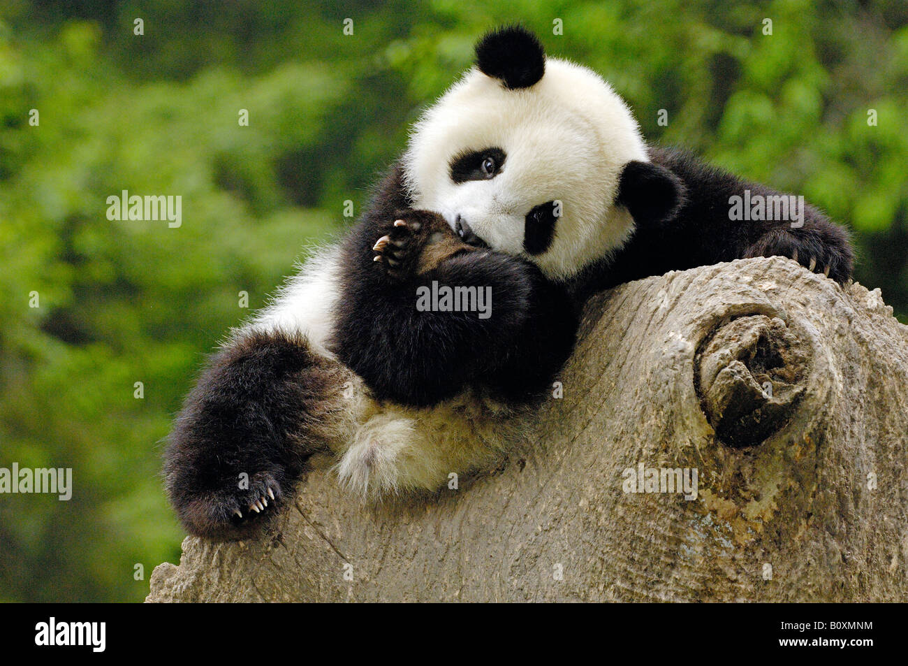 Giant Panda (Ailuropoda melanoleuca). Young individual lying on a tree ...