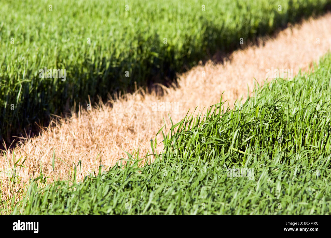 Pathways through the small grains research field are laid out by using ...