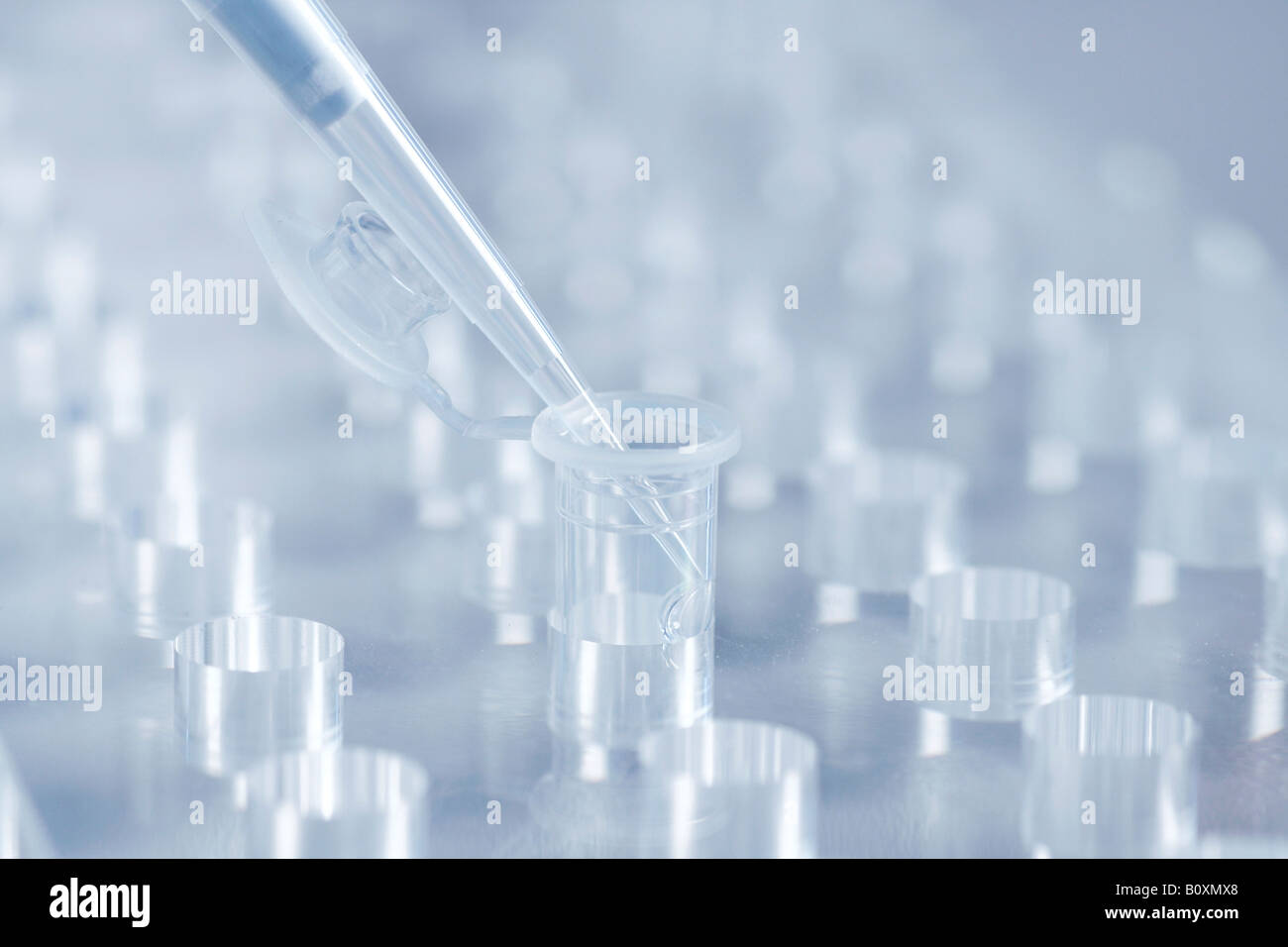 Genetic engineering, using a pipette, close up Stock Photo - Alamy