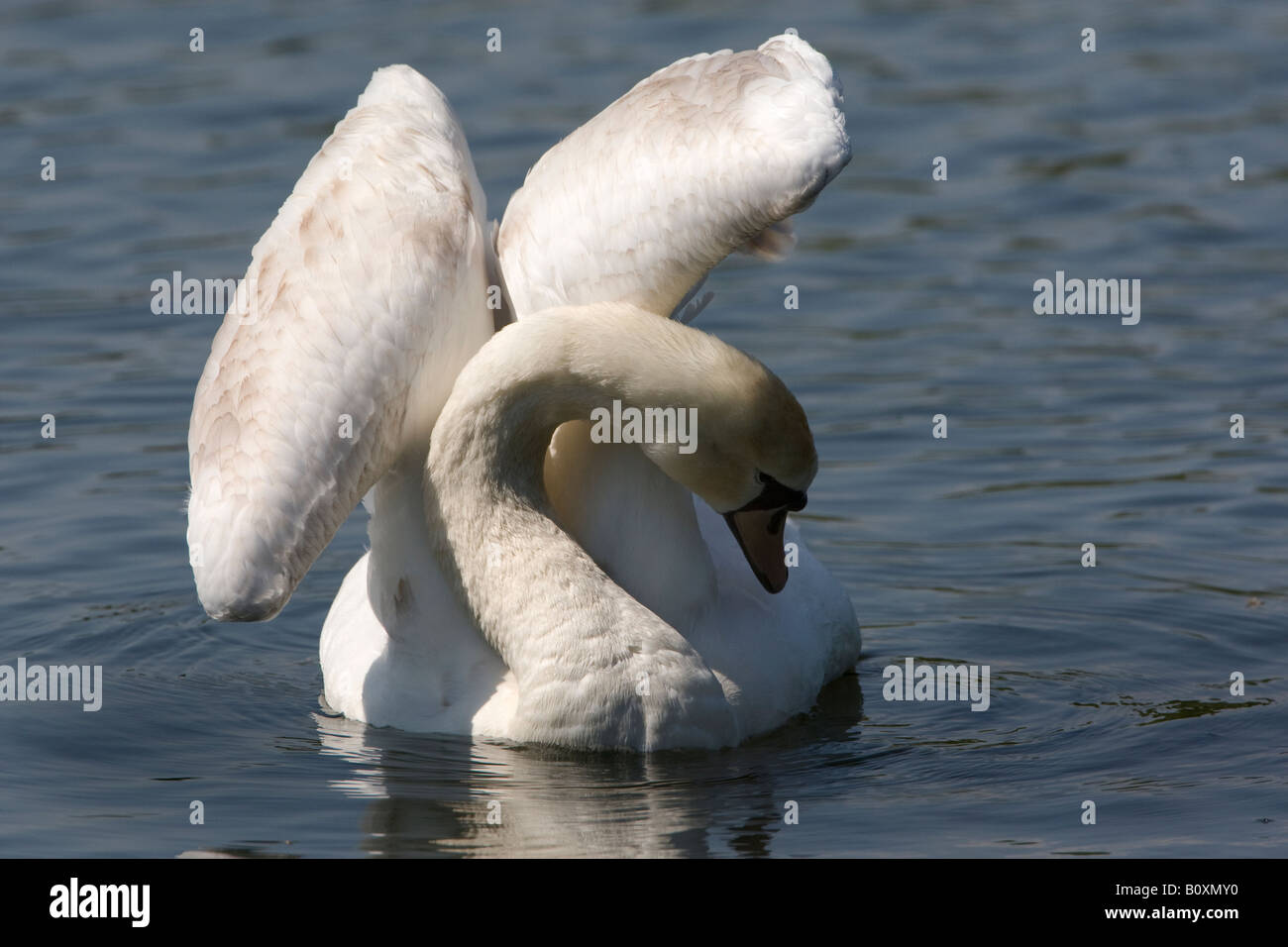 Mute Swan preening feathers Stock Photo - Alamy