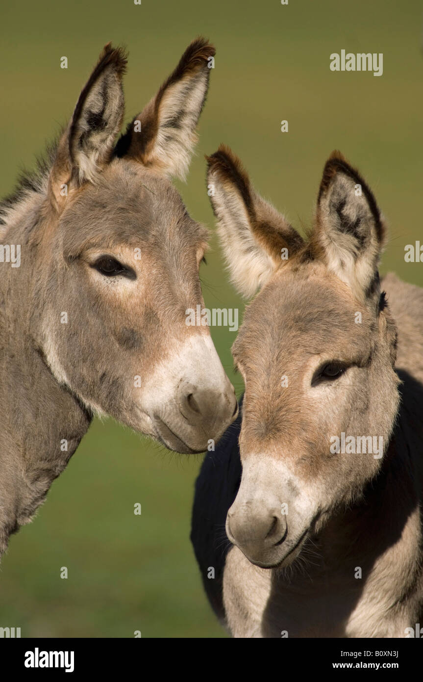 Donkey animal animals pet pets domestic donkey hi-res stock photography ...