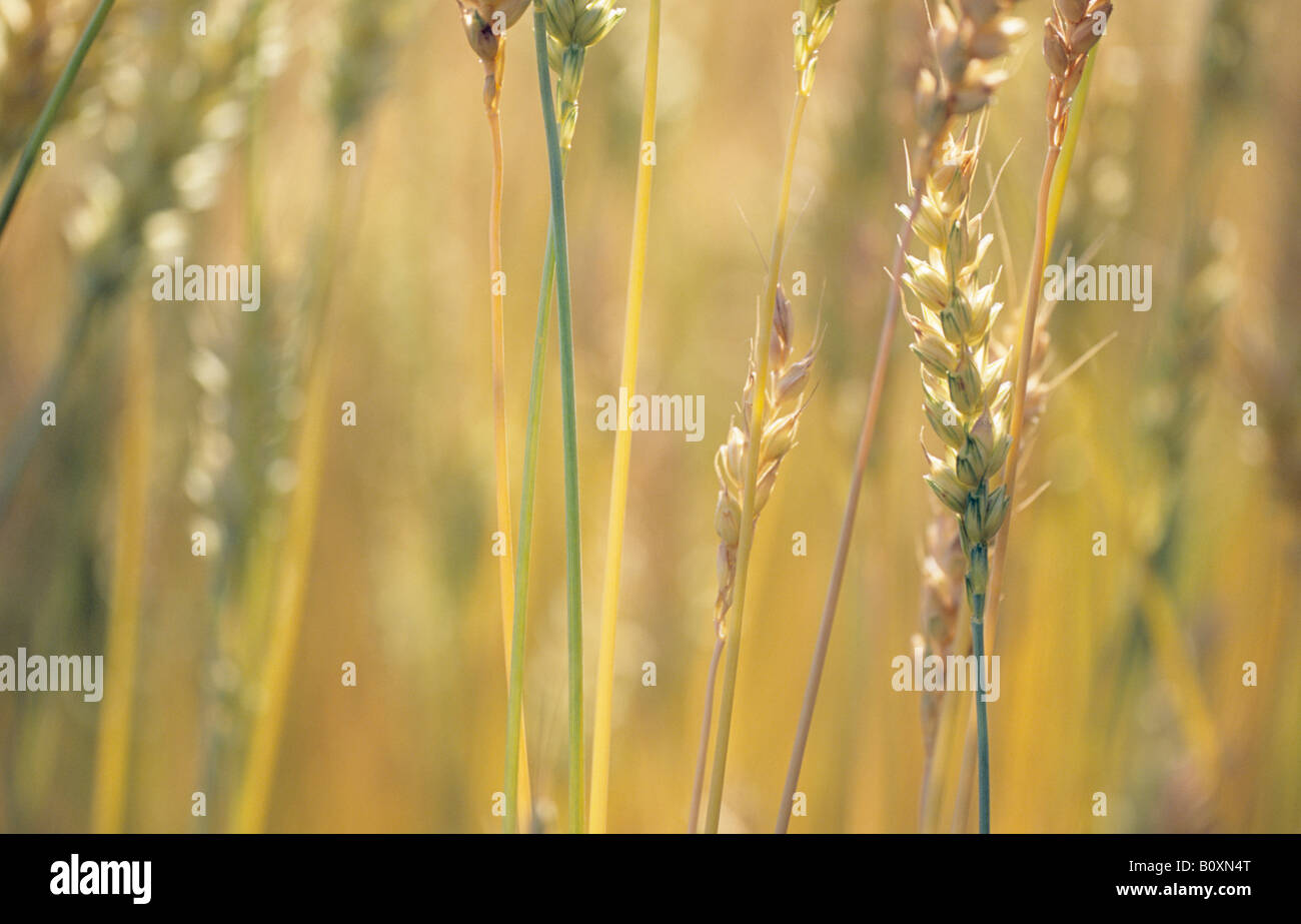 Blade of corn hi-res stock photography and images - Alamy