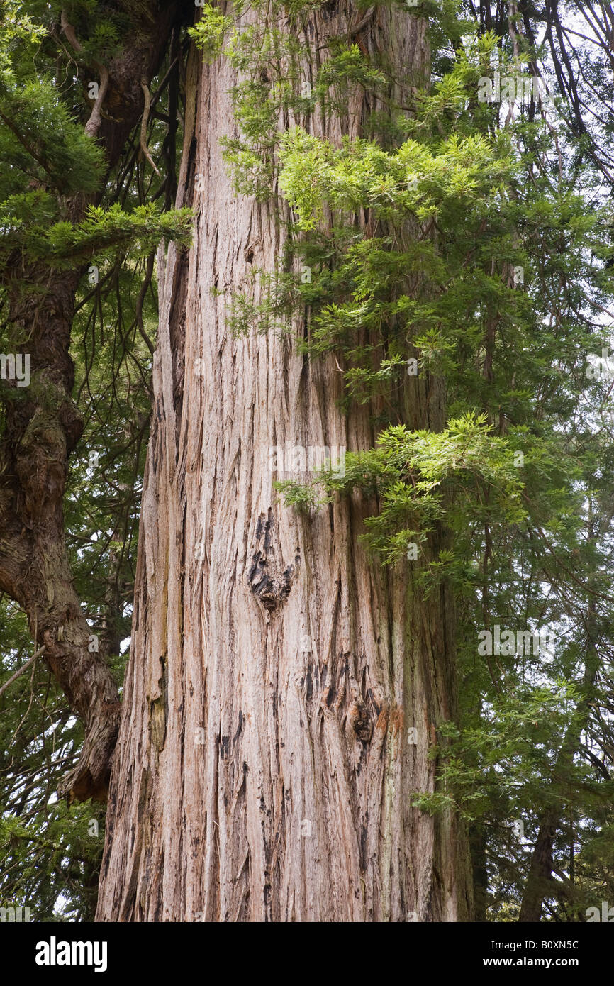 Sequoia sempervirens Coast Redwood Northern California Stock Photo - Alamy