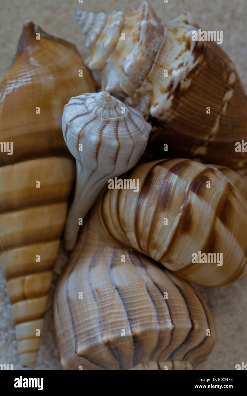 Close up pattern detail of a group of seashells from the US Stock Photo ...