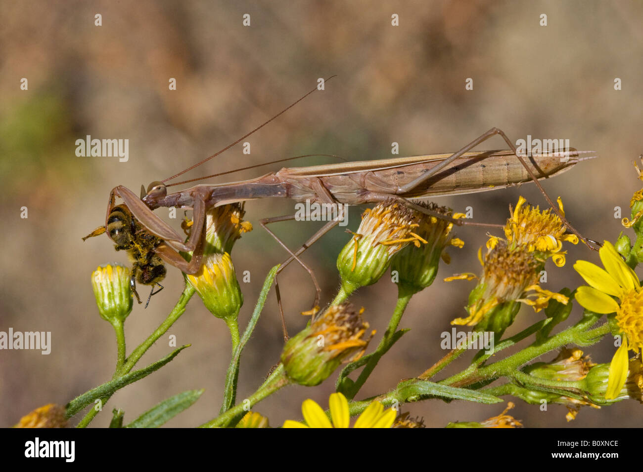 Praying Mantis (Mantis religiosa), close-up Stock Photo - Alamy