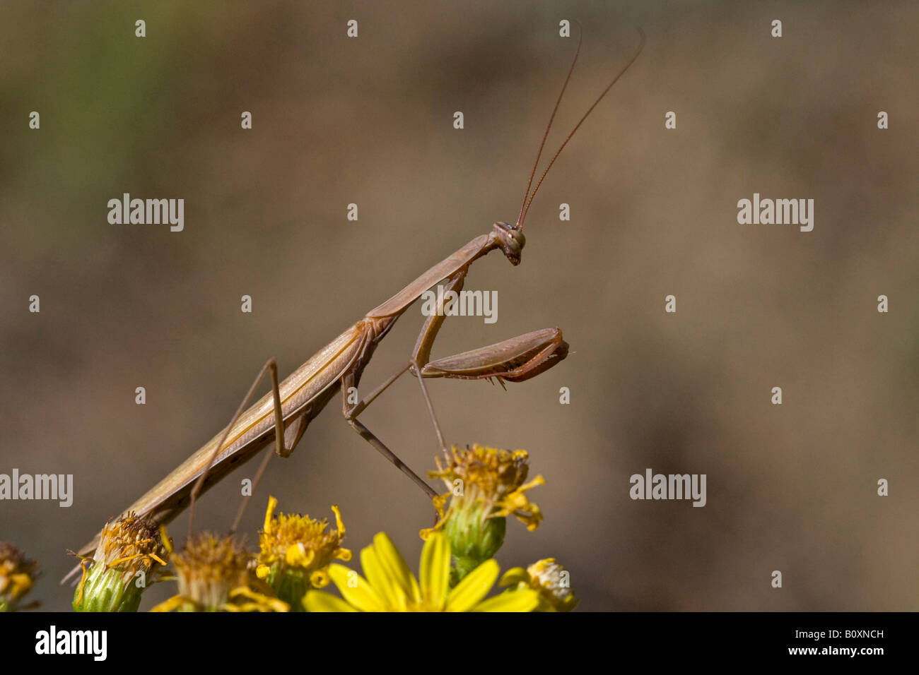 Mantis religiosa linnaeus hi-res stock photography and images - Alamy