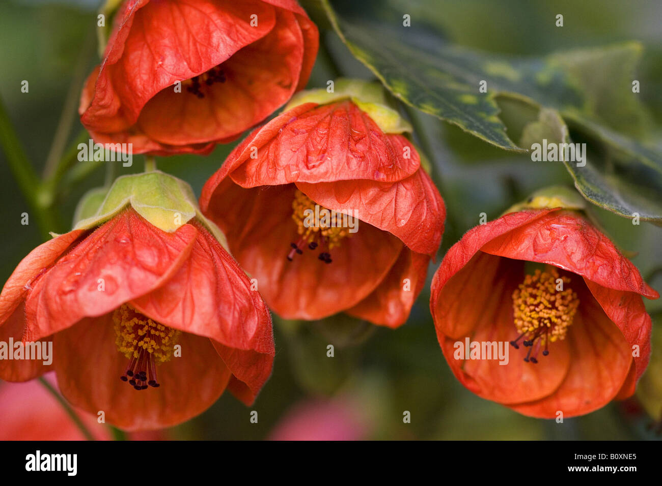 Abutilon flower plant blossoms hi-res stock photography and images - Alamy