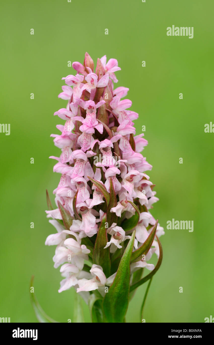 Early Marsh Orchid Stock Photo - Alamy