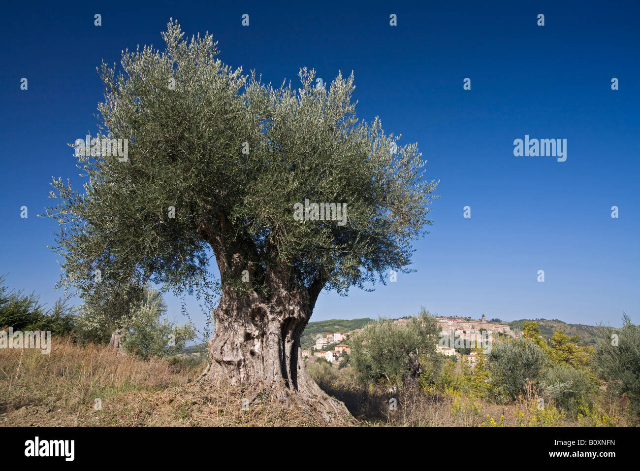Italy, Tuscany, Olive tree Stock Photo - Alamy