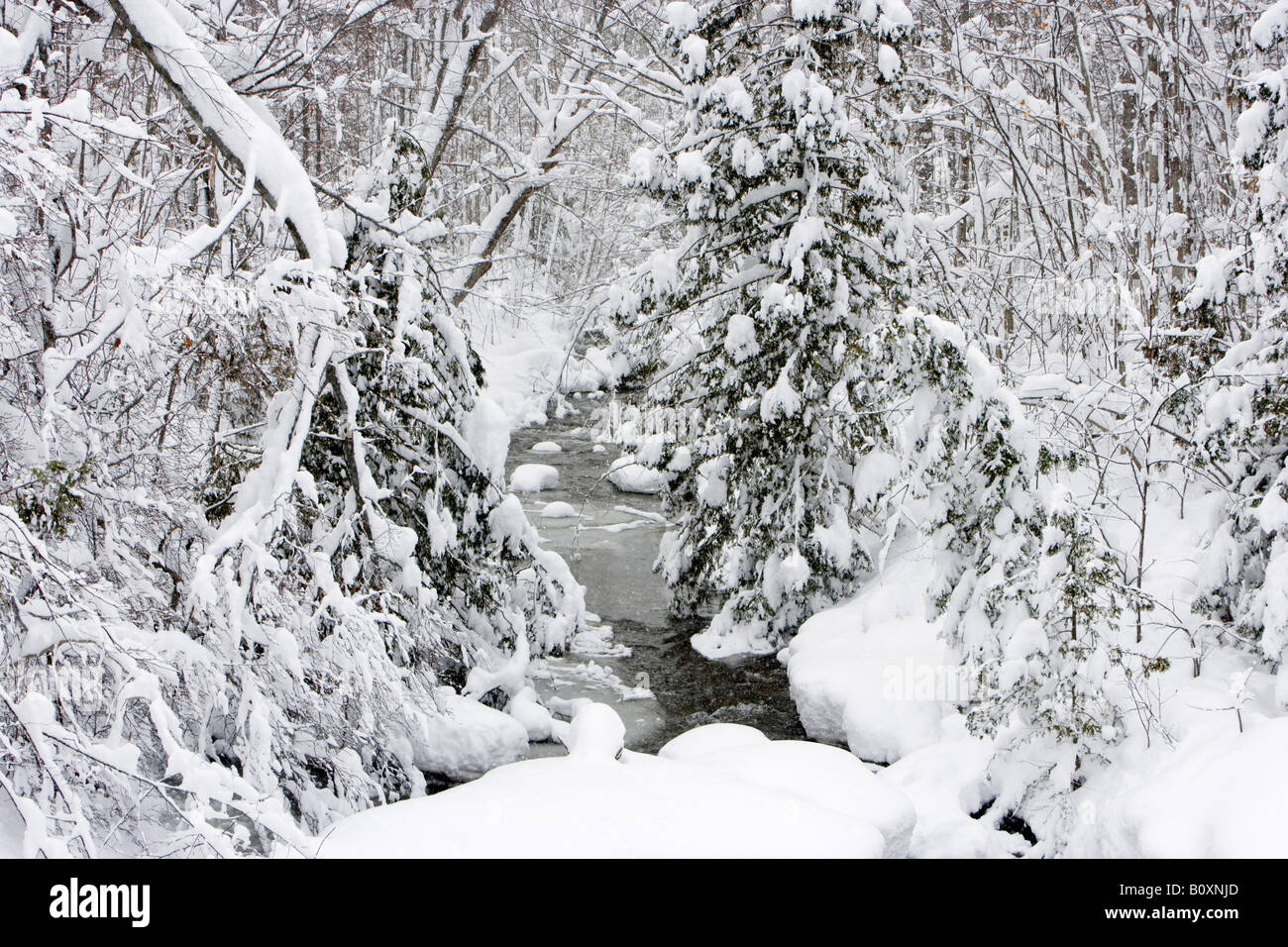 Pretty River Valley Provincial Park stream flowing among snow covered ...