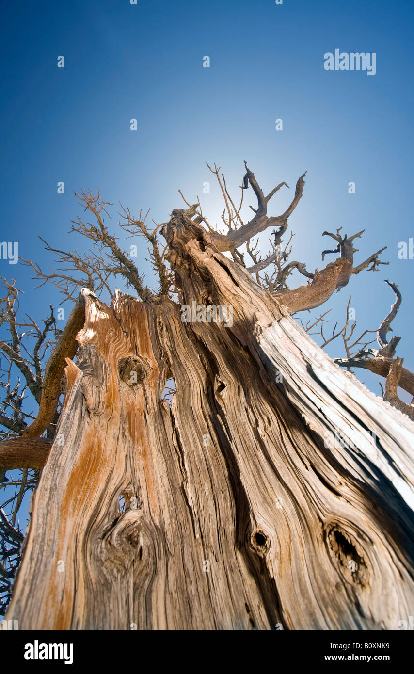 4000 year old Bristlecone pine tree Bryce Canyon Utah Stock Photo - Alamy