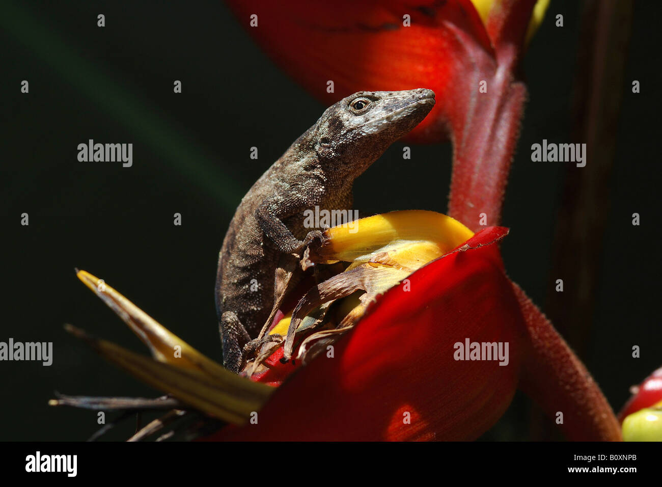 geko geco su Heliconia Costarica rain forest foresta pluviale foresta ...