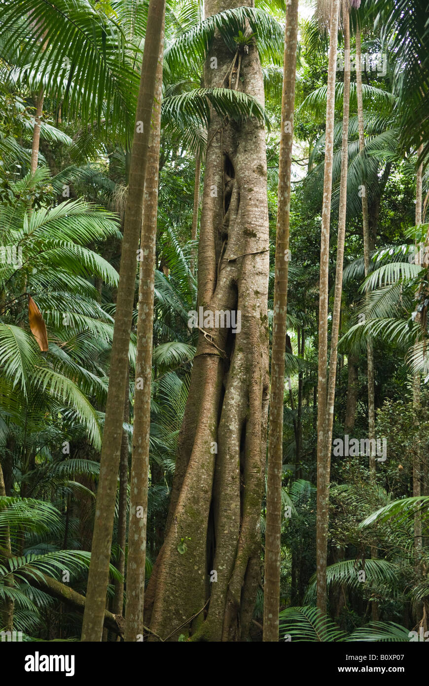Sub tropical rain forest Mt Tamborine National Park Queensland ...