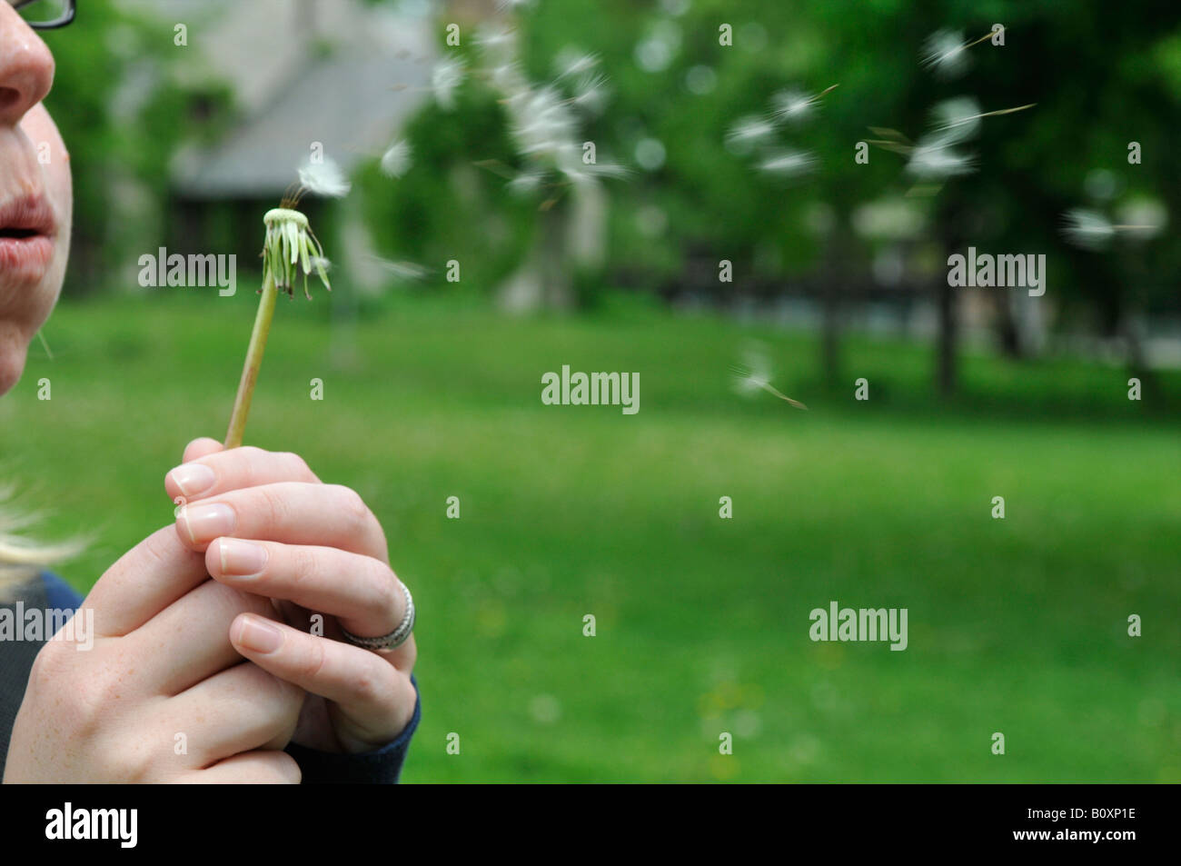 Blowing dandelion seeds in a park Stock Photo - Alamy