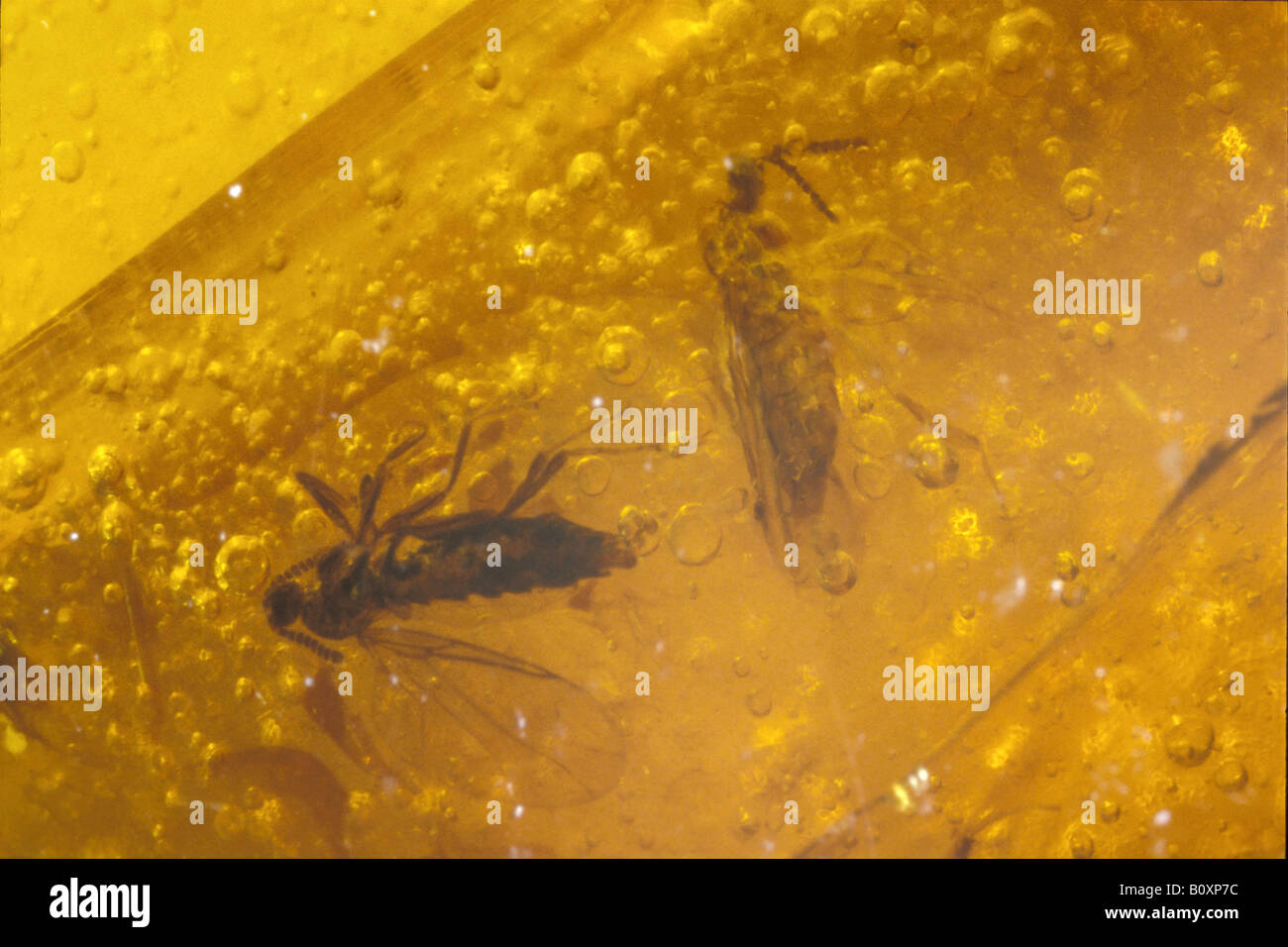 insect ambra fossil hymenoptera imenotteri imenottero fossile ambra ...