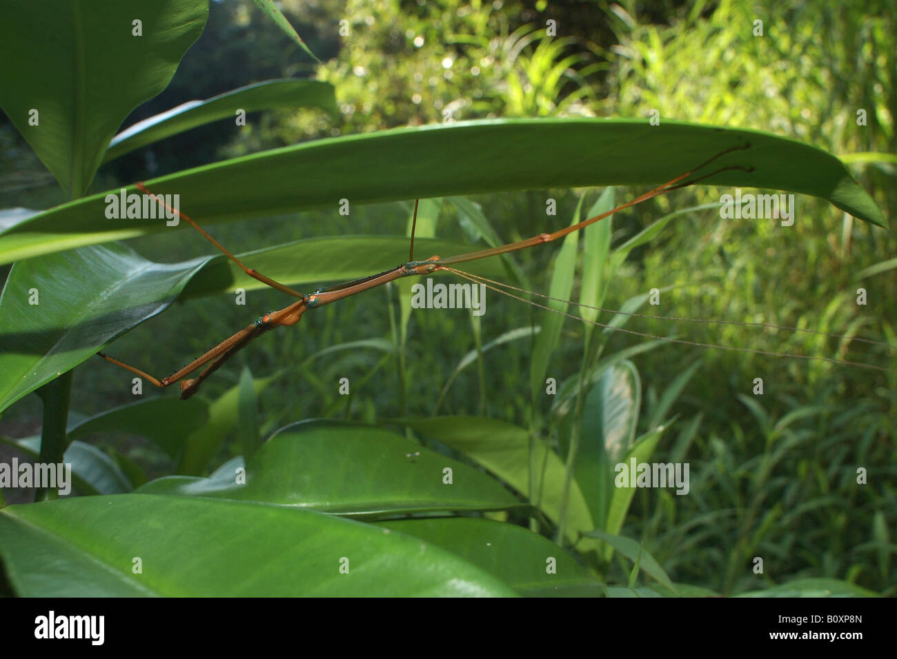 drumstick fasmoidea insect Insetto stecco fasmidi insetti Tortughero ...