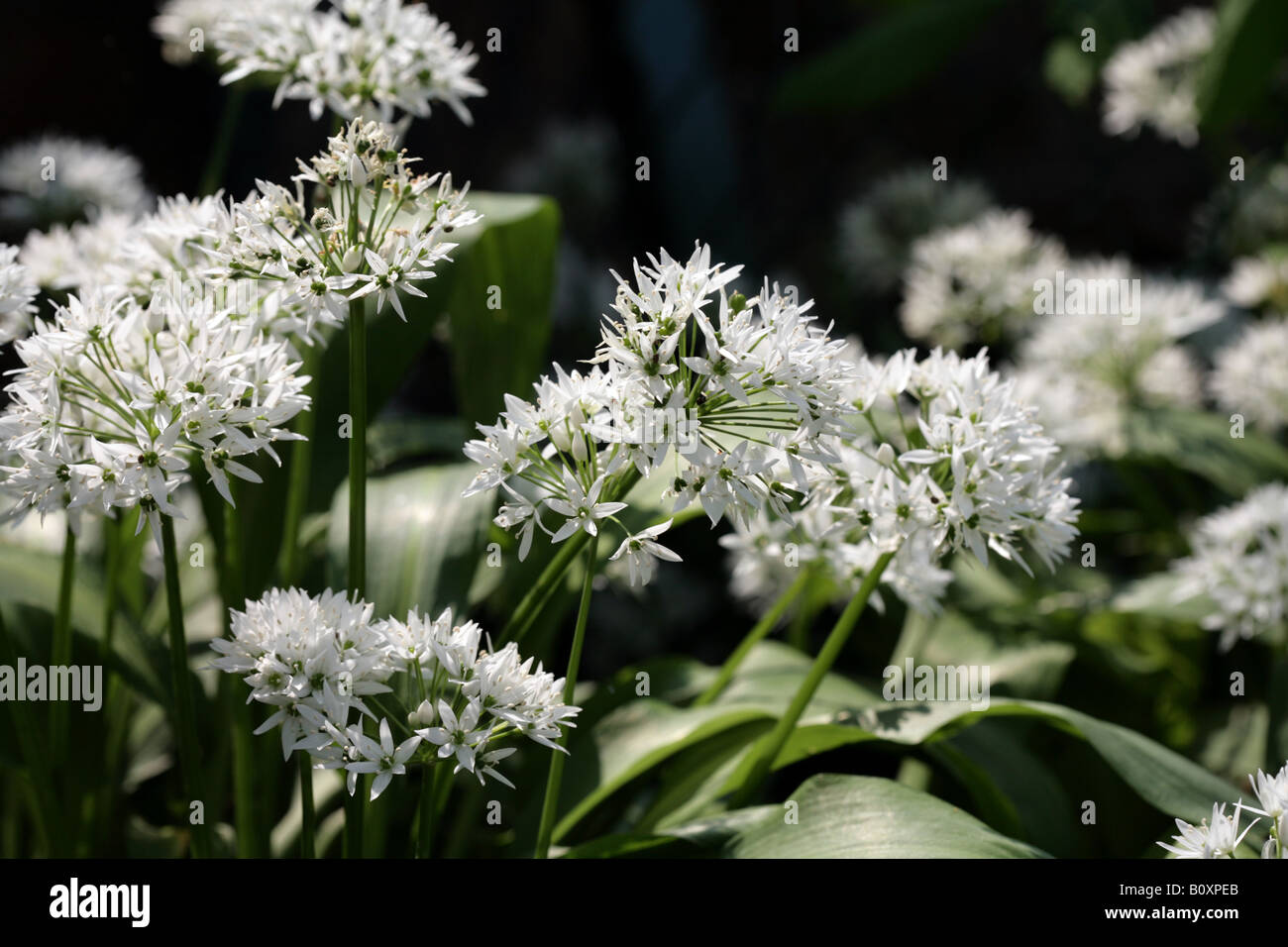 Ramsons, Allium ursinum, wild garlic in a Cheshire Garden, England ...