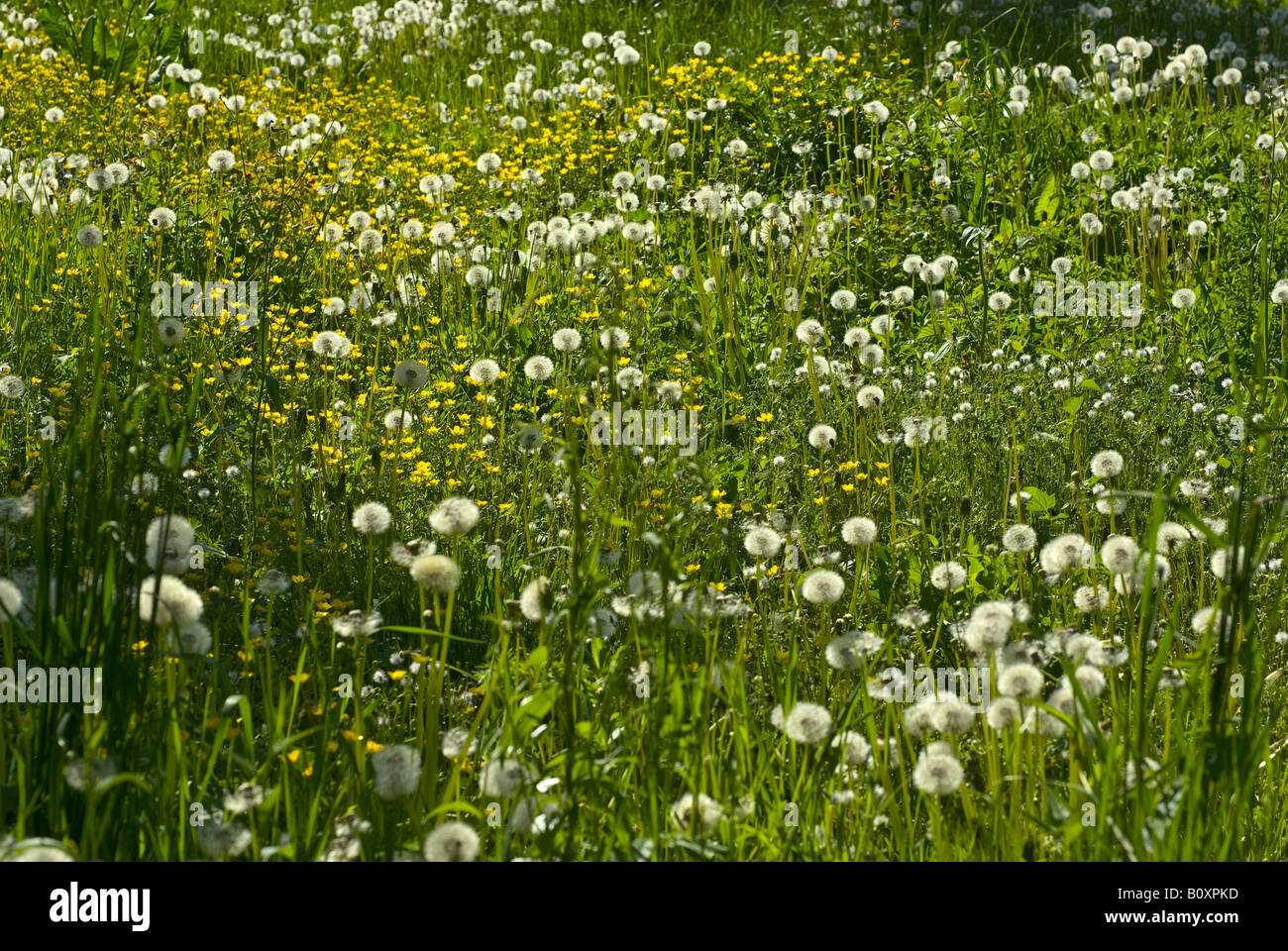 Eternal greenery hi-res stock photography and images - Alamy