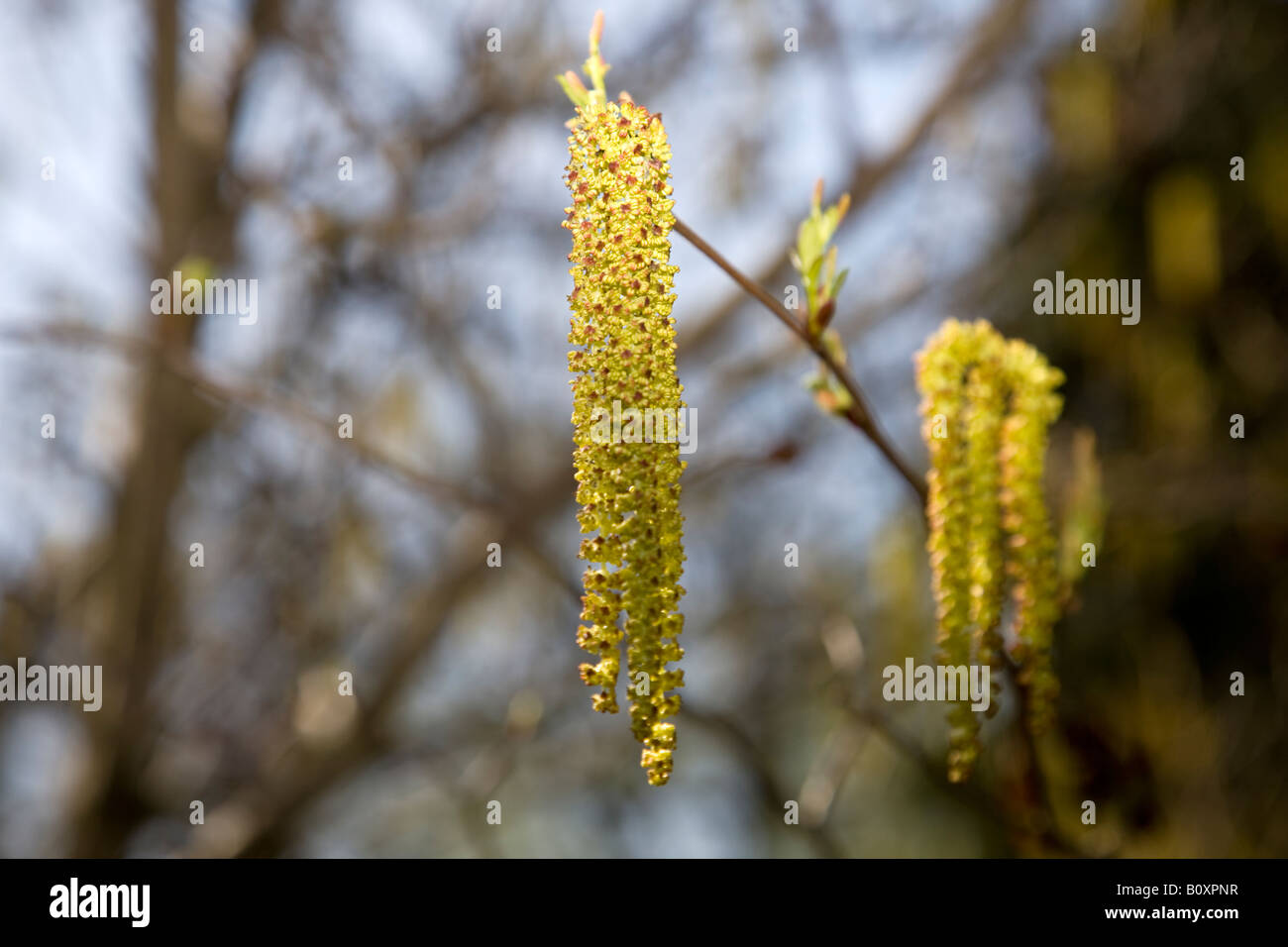 Green Alder (Alnus viridis Stock Photo - Alamy