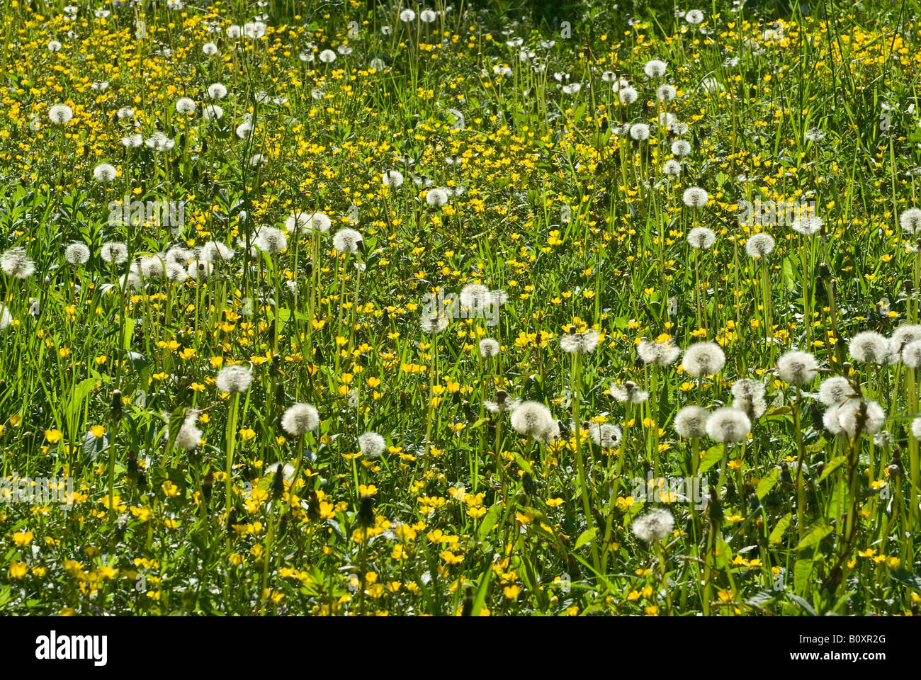 Eternal greenery hi-res stock photography and images - Alamy
